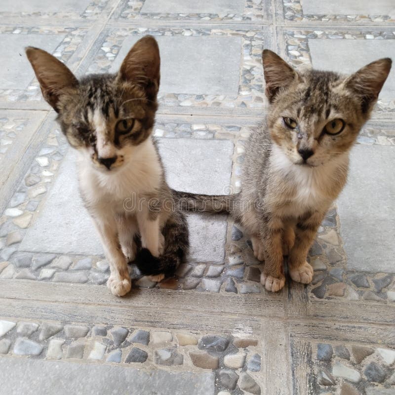 Two pretty sibling cats stock image. Image of wildlife - 276103399