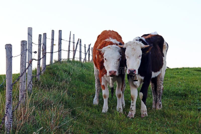 Two Pretty Young Simmental Cows with Horns Stock Image - Image of ...
