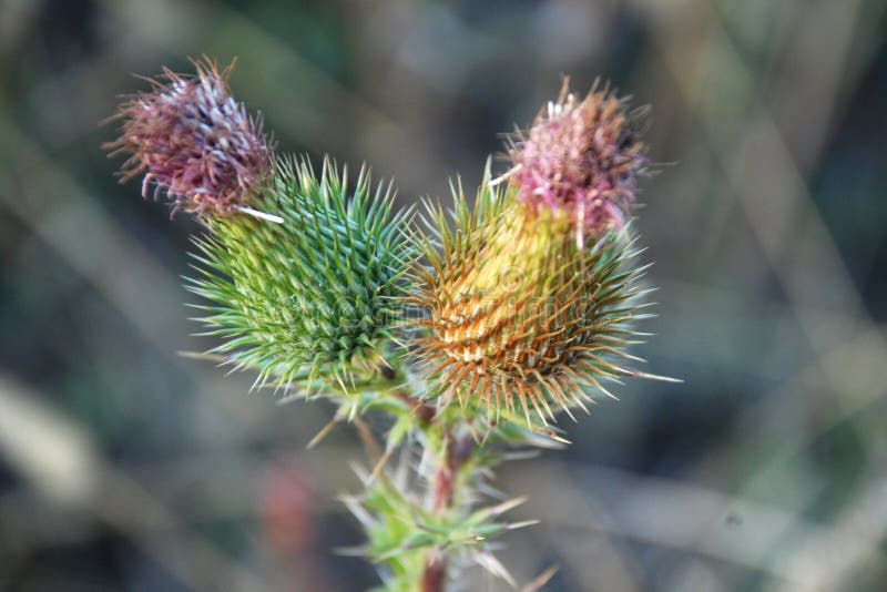 Two prickly bushes stock image. Image of produce, wildflower - 215517213