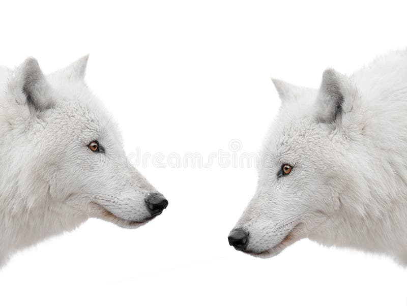 Arctic Wolf Standing in Profile Isolated on White Stock Photo - Image ...