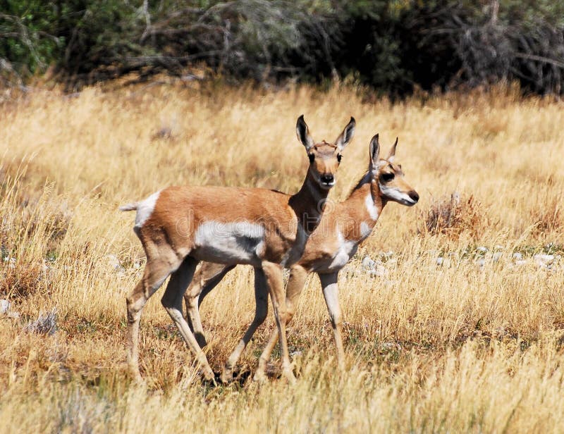 Two Pronghorn Fawns stock photo. Image of pair, meadow - 6220084