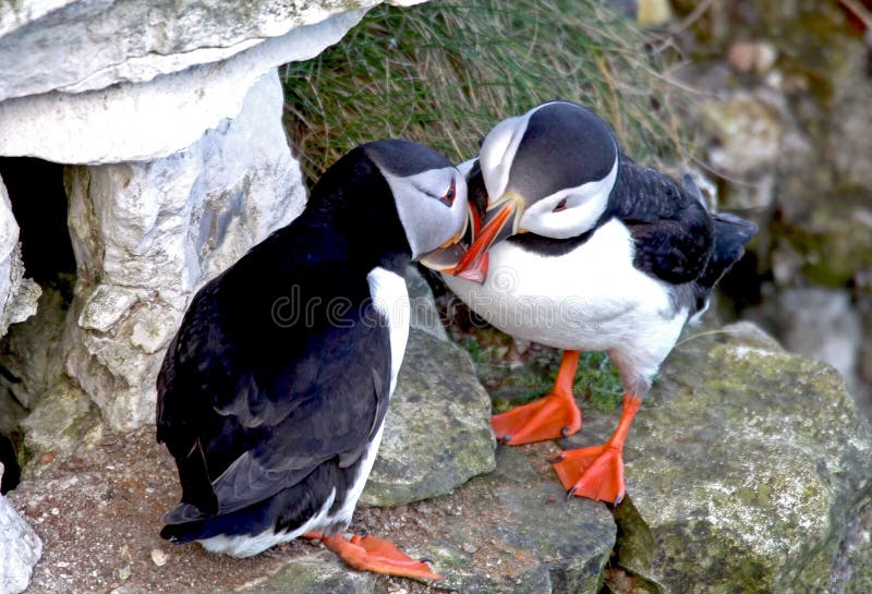 Two puffin birds kissing stock photo. Image of funny - 13739874