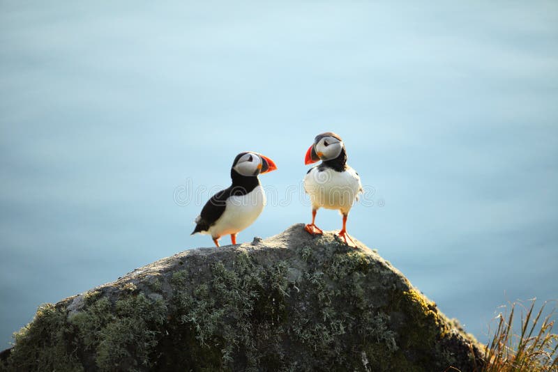 Two Puffins stock photo. Image of grass, black, animal - 27980564