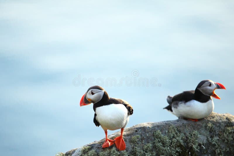 Two Puffins stock photo. Image of beauty, destination - 27980578