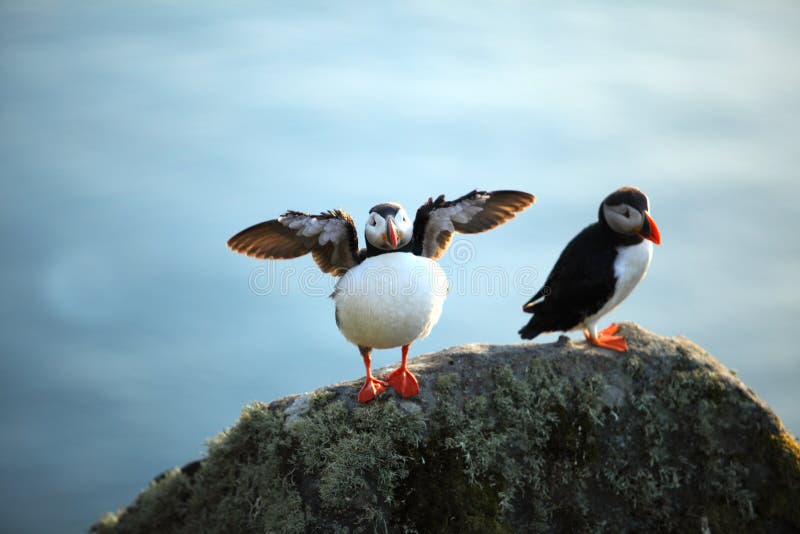 Two Puffins stock photo. Image of bird, animal, color - 27980588