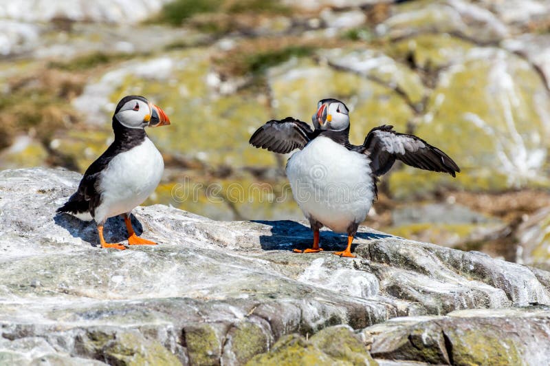 Two puffins stock photo. Image of birds, colourful, northumberland ...