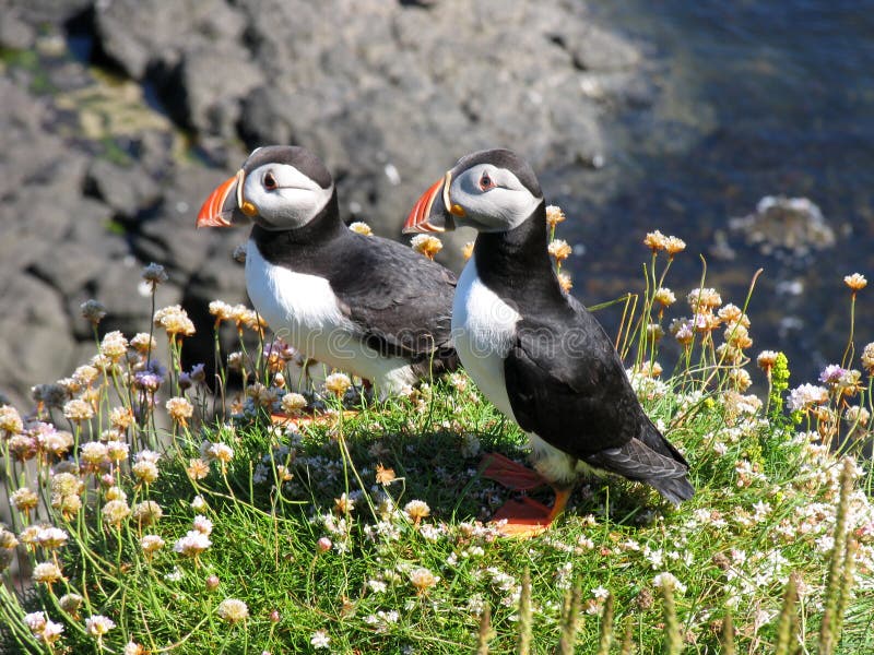 Two Puffins Pose for the Camera Stock Image - Image of nature, staffa ...