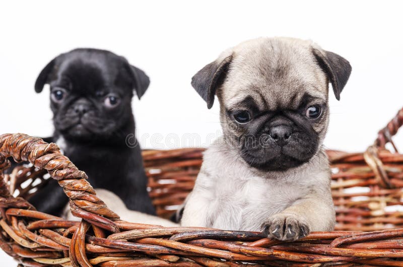 Two pug in the basket. stock image. Image of full, black - 39280799