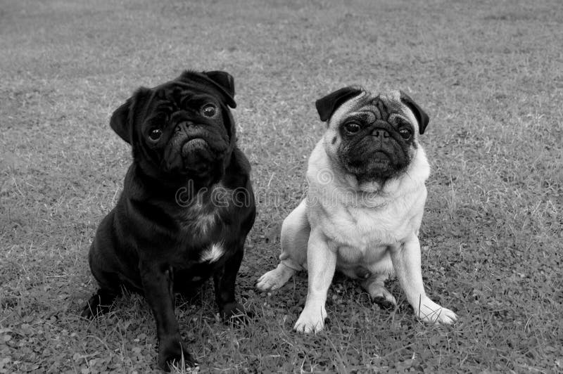Two Pug Dogs of Different Color Stock Image - Image of ugliness ...