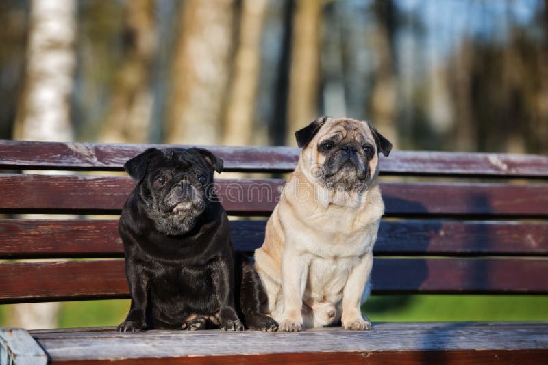 Two pugs together stock photo. Image of sweet, friend - 18786792