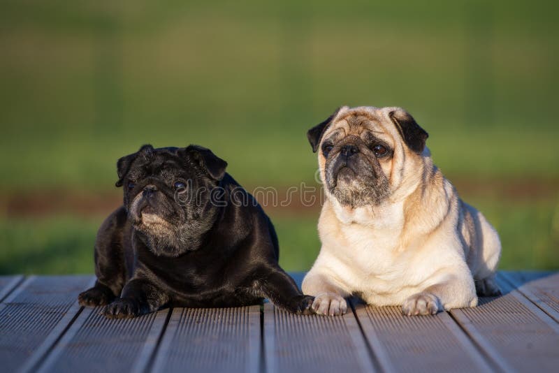 Two Pug Dogs Posing Outdoors Stock Photo - Image of animal, purebred ...