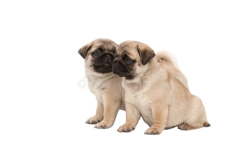 Rear View of a Pug Isolated on White Stock Photo - Image of animal ...