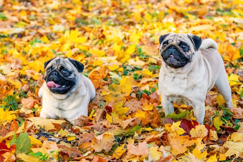 Two Pugs in the Park among the Fallen Leaves in the Fall, Looking at ...