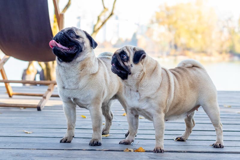 Two Pugs in the Park on a Walk. Interesting Cute Dogs Stock Image ...