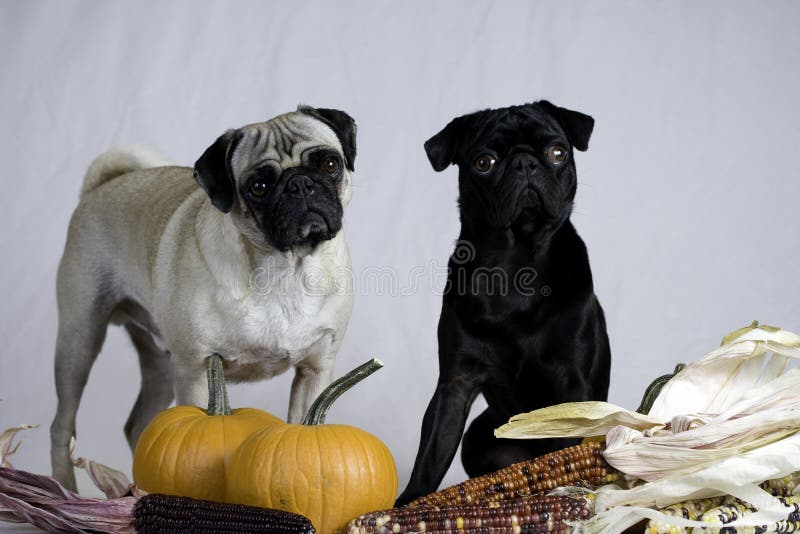 Two Pugs Ready for Thanksgiving Stock Photo - Image of fall, looking ...