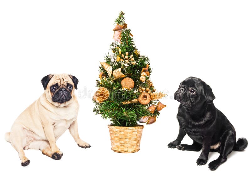 Two Pugs Sitting by a Christmas Tree Stock Photo - Image of cute ...