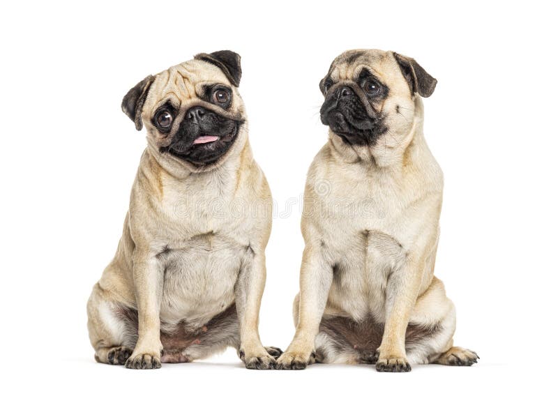 Two Pugs Sitting Together, Dog, Isolated Stock Photo - Image of ...