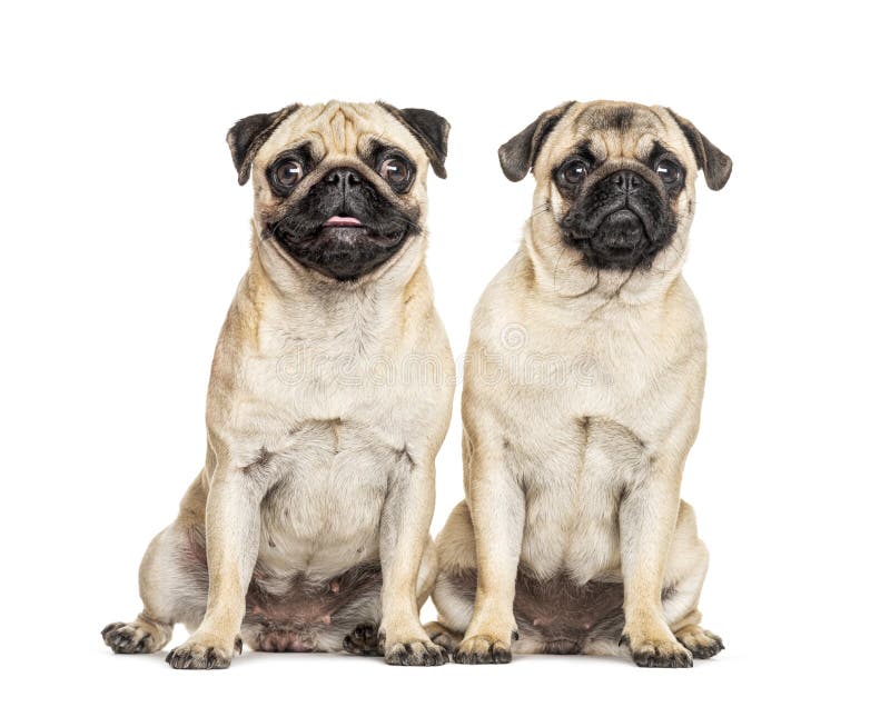 Two pugs together stock photo. Image of indoors, wrinkles - 18786792