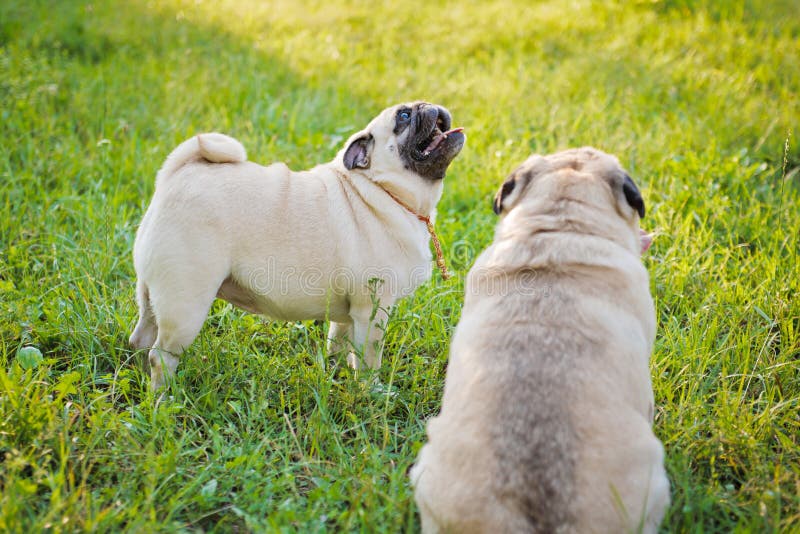Two pugs stock photo. Image of park, standing, green - 42910594