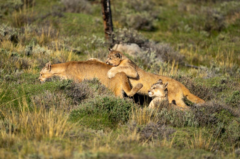 Two Puma Cubs Play Fight Near Another Stock Image - Image of play, wild ...