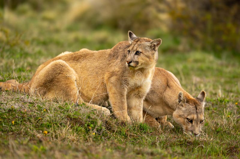 Two Pumas Drink from Puddle in Scrubland Stock Image - Image of chile ...