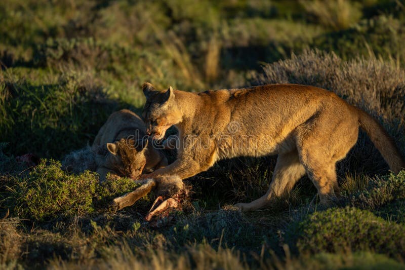Two Pumas Feed on Kill in Scrubland Stock Image - Image of eating ...