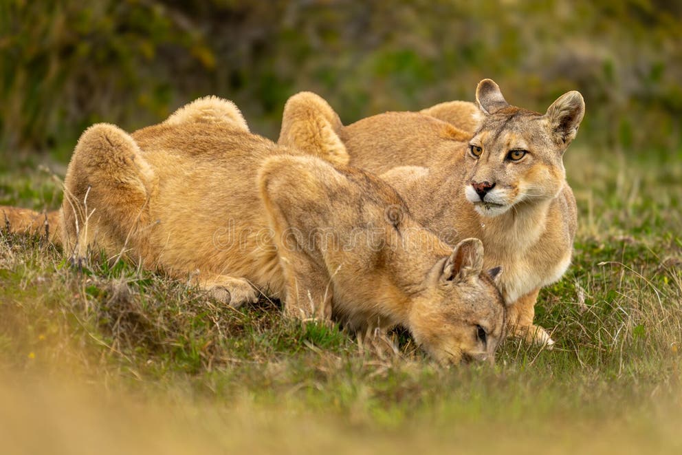 Two Pumas Lie Drinking in Grassy Plain Stock Image - Image of south ...