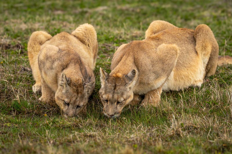 Two Pumas Lie Drinking at Grassy Puddle Stock Image - Image of grass ...