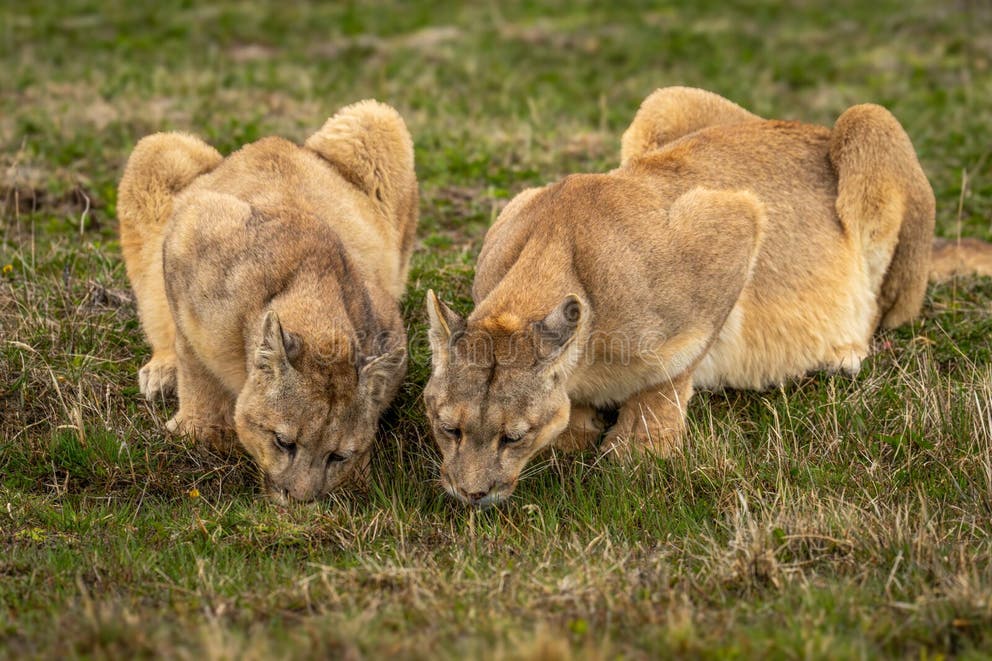 Two Pumas Lie Drinking at Grassy Puddle Stock Image - Image of grass ...