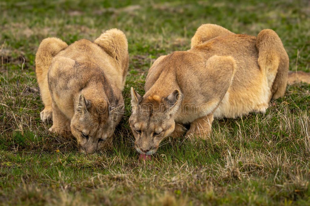 Two Pumas Lie Drinking from Grassy Puddle Stock Photo - Image of puma ...