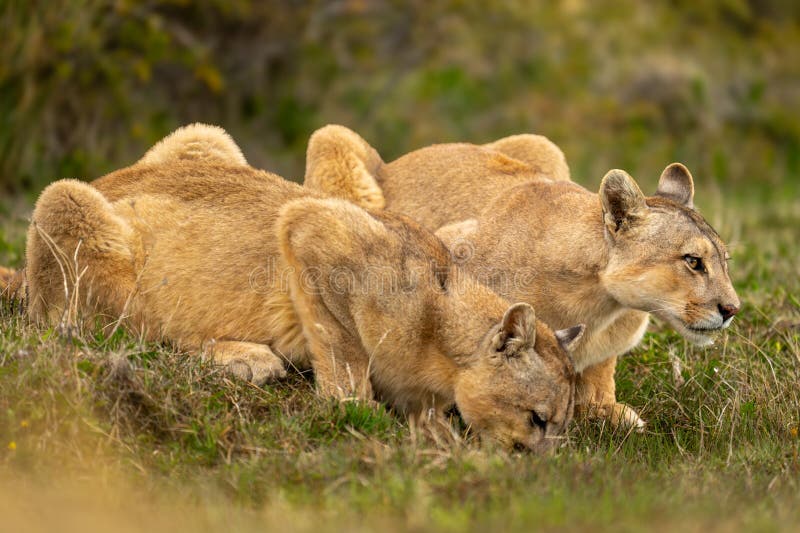 Two Pumas Lie Drinking Side-by-side from Pond Stock Photo - Image of ...