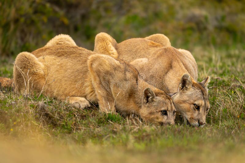 Two Pumas Lie Drinking Side-by-side in Scrubland Stock Photo - Image of ...