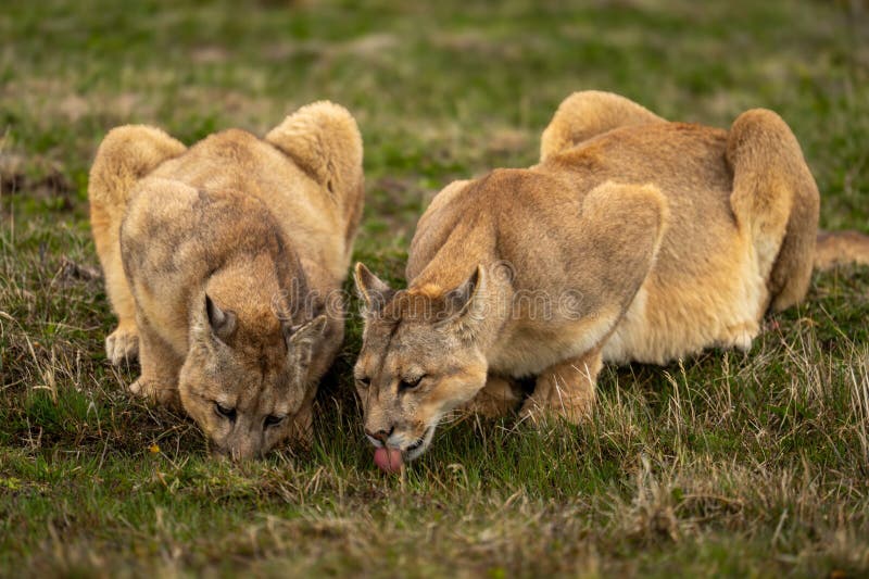 Two Pumas Lie Drinking Water from Pond Stock Image - Image of nature ...