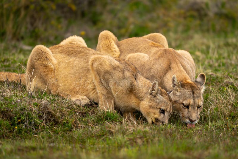 Two Pumas Lie Drinking Water in Scrubland Stock Image - Image of lying ...