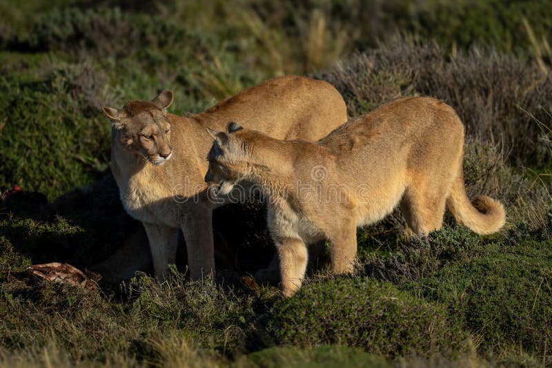 Two Pumas Regard Each Other on Scrubland Stock Photo - Image of travel ...