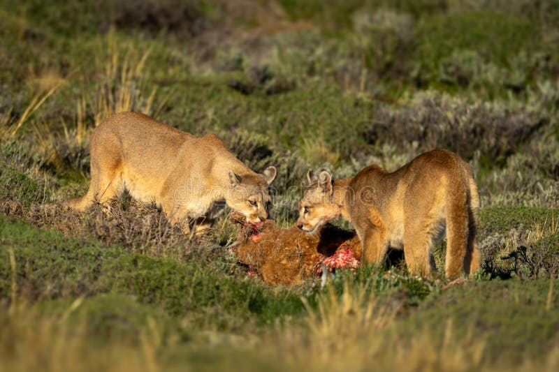 Two Pumas in Sunshine Feed on Guanaco Stock Image - Image of catamount ...