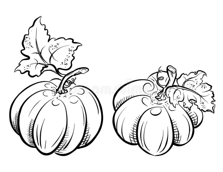 Ink Drawing Pumpkins Stock Illustrations – 623 Ink Drawing Pumpkins ...