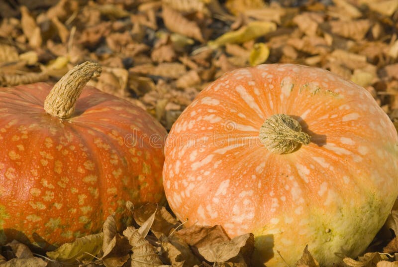 Two pumpkins stock image. Image of culture, leaf, seasons - 11080729
