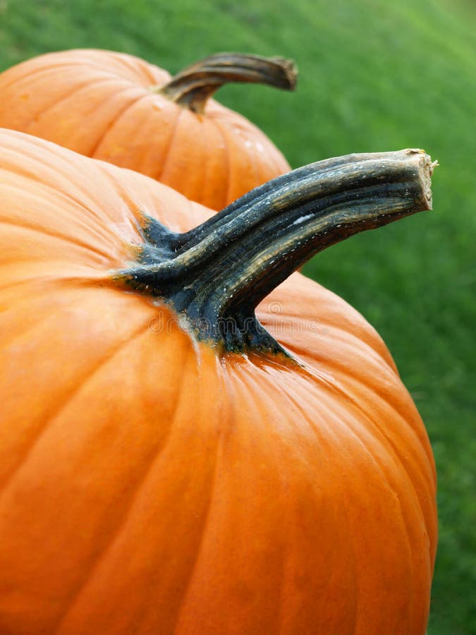 Two Pumpkins stock photo. Image of stem, october, produce - 12389372