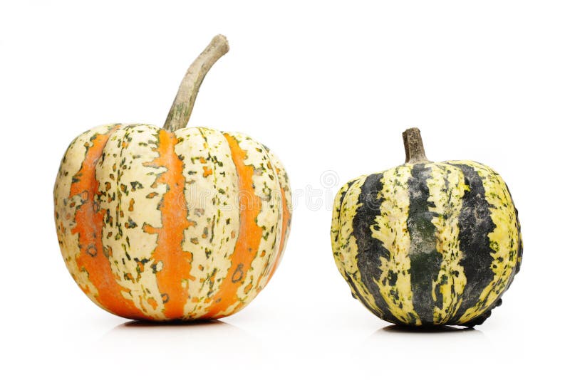 Two pumpkins stock image. Image of white, orange, stripe - 16581937