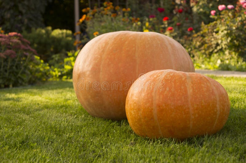 Two pumpkins stock photo. Image of pumpkin, crop, garden - 27055092