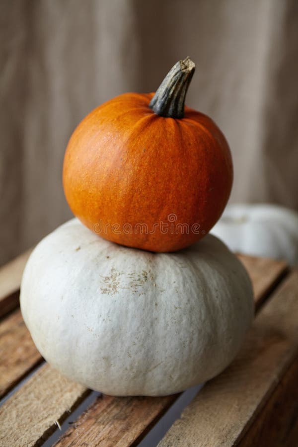 Two Pumpkins stock image. Image of vegetarian, seasonal - 27696729