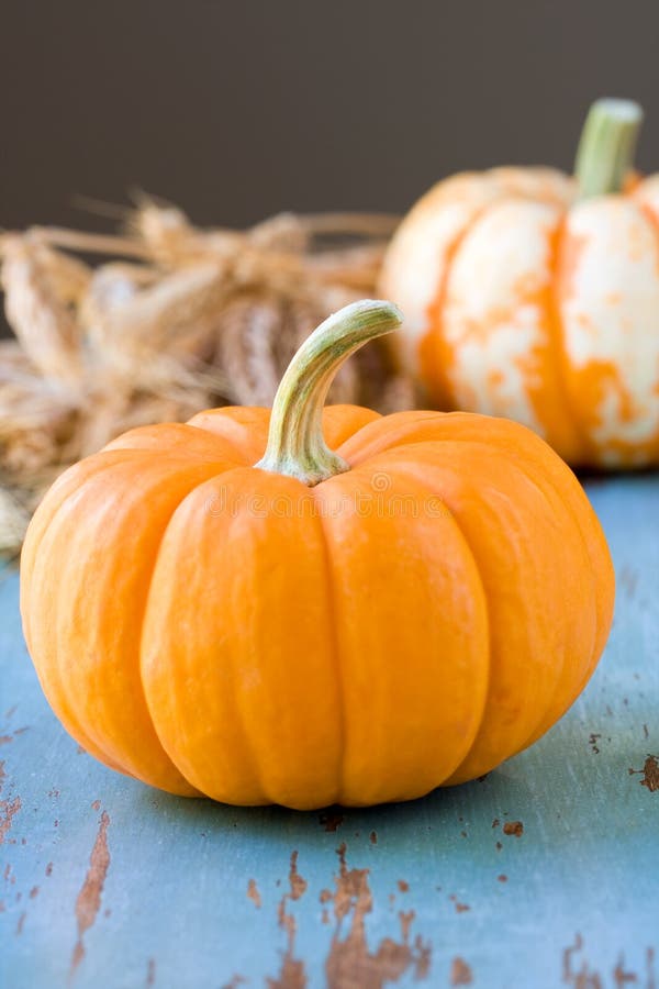 Two pumpkins stock photo. Image of fall, pumpkins, vegetable - 6978278