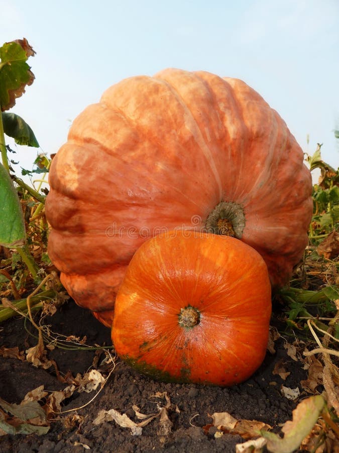 Two pumpkins on this bed stock image. Image of comparison - 15653007