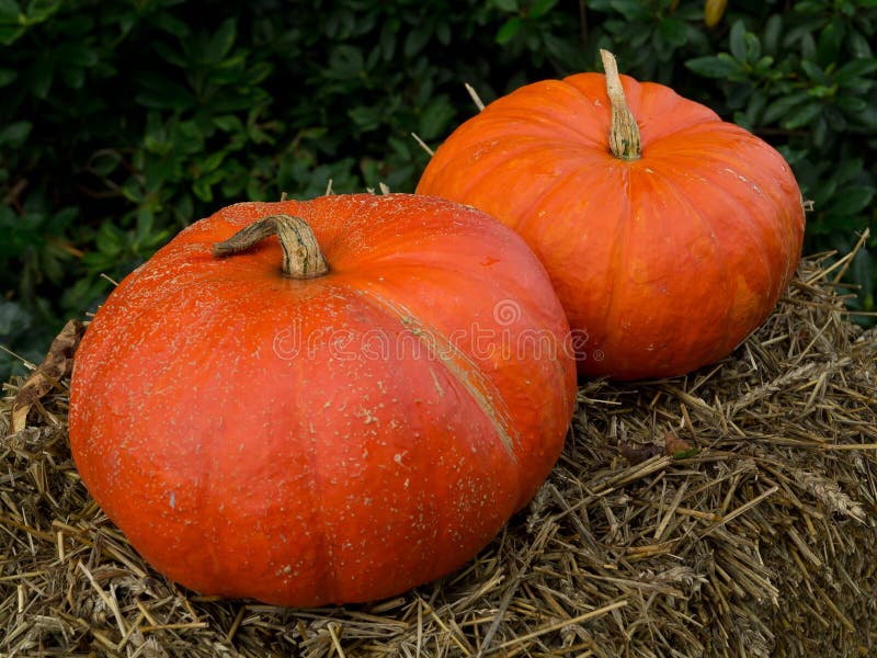 Two Pumpkins stock photo. Image of pumpkins, thanksgiving - 51768722