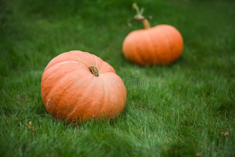 Two pumpkins on grass stock photo. Image of color, decorate - 34259980