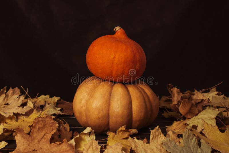 Two pumpkins stock photo. Image of fresh, agriculture - 260845570