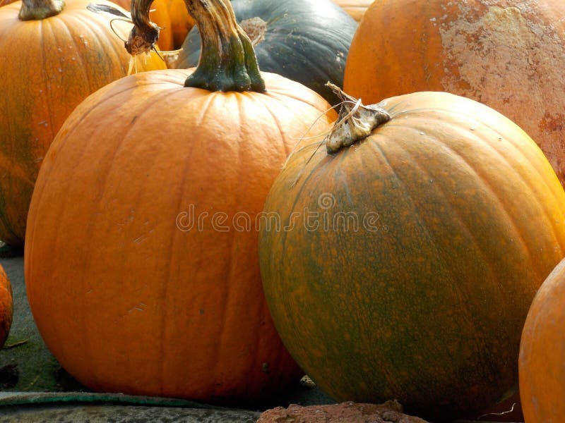 Two pumpkins stock image. Image of season, orange, autumn - 44727269
