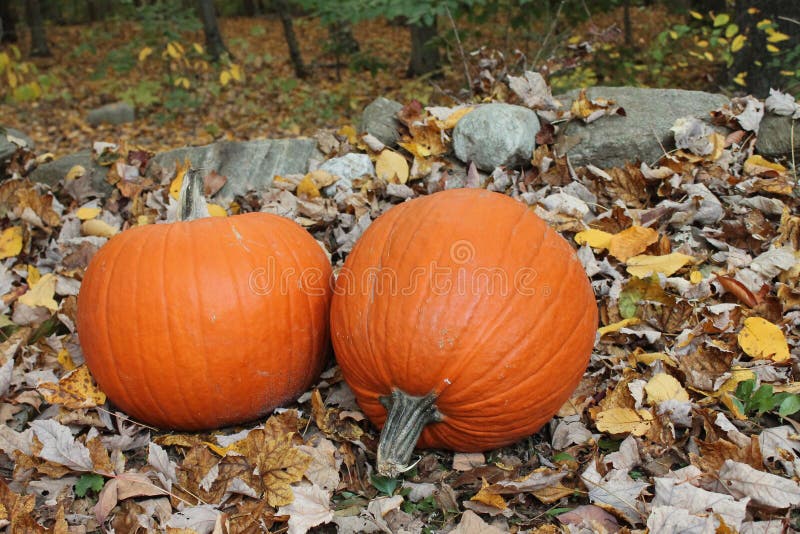 Two Pumpkins Resting in the Leaves Stock Image - Image of solitary ...