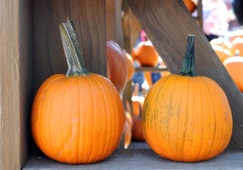 Two pumpkins on the shelf stock photo. Image of gourds - 3251858